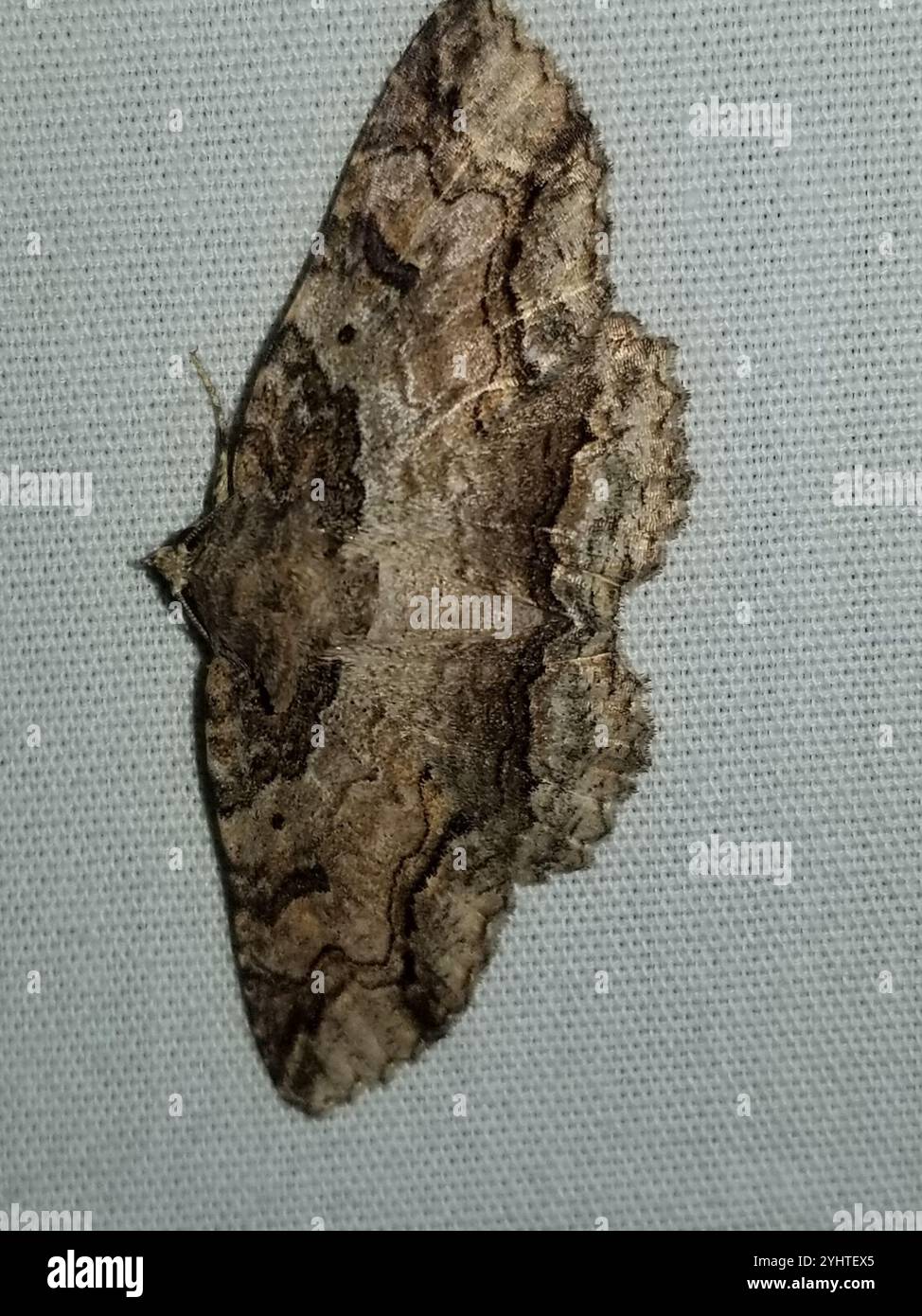 Maple Zale Moth (Zale galbanata Stock Photo - Alamy