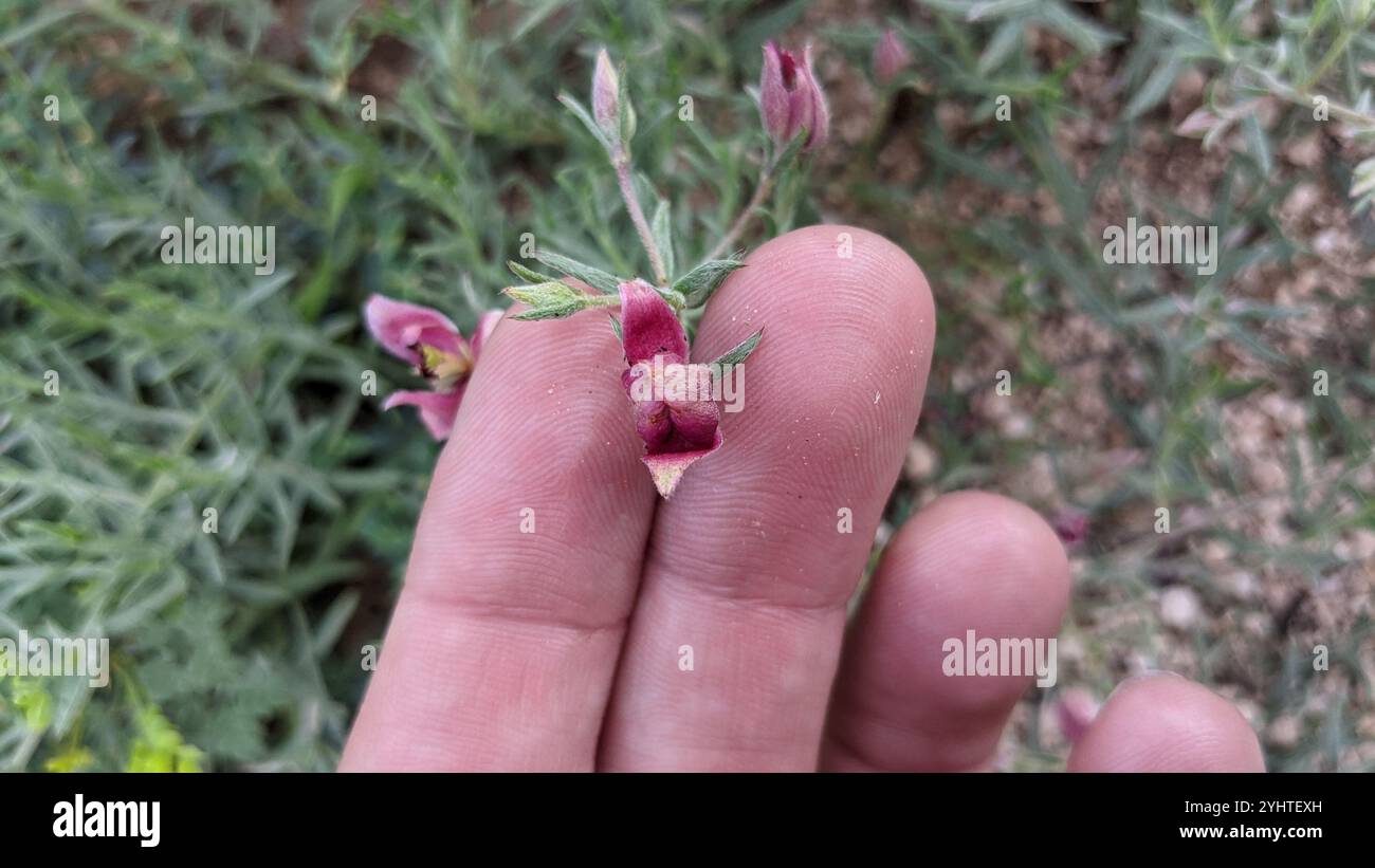 Krameria lanceolata hi-res stock photography and images - Alamy