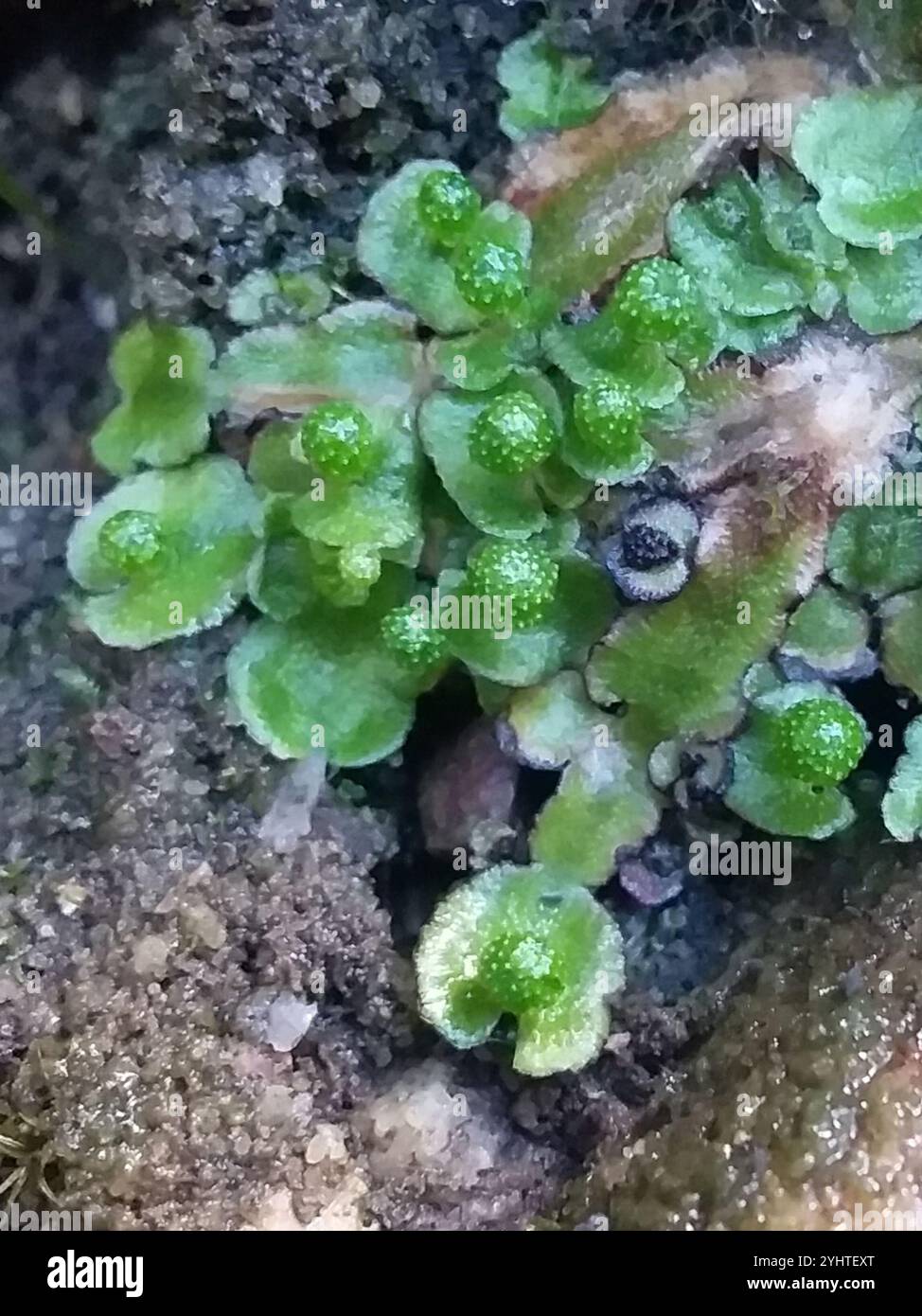 Asterella hi-res stock photography and images - Alamy