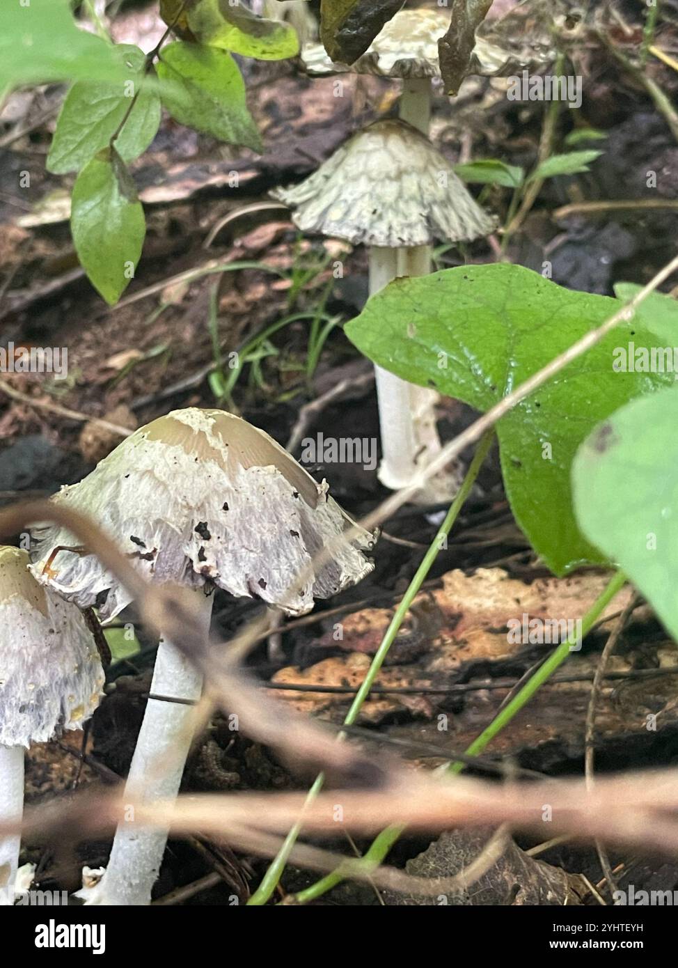scaly ink cap (Coprinopsis variegata Stock Photo - Alamy