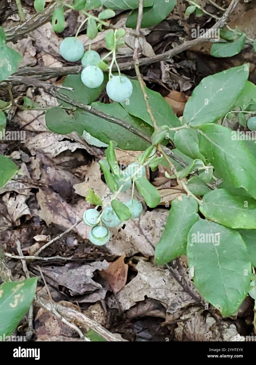 Deerberry hi-res stock photography and images - Alamy