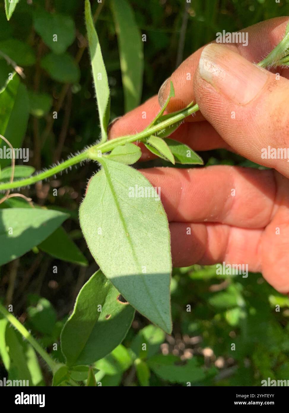 Star Tickseed (Coreopsis pubescens Stock Photo - Alamy