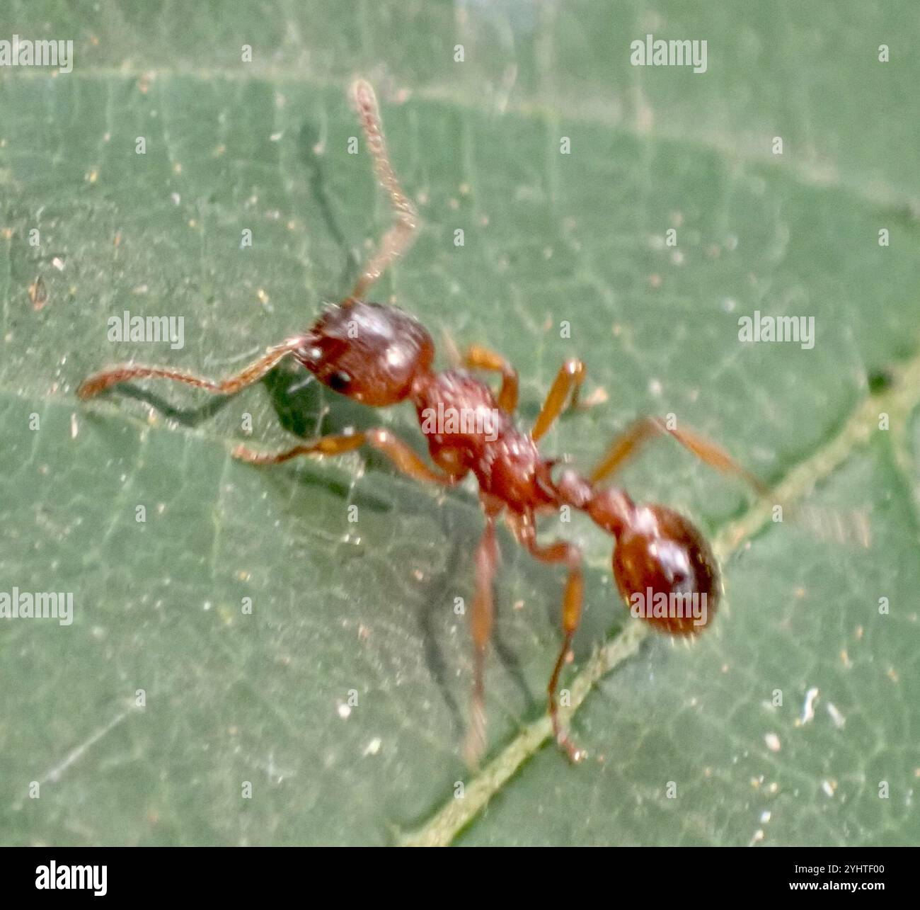 European fire ant (Myrmica rubra Stock Photo - Alamy