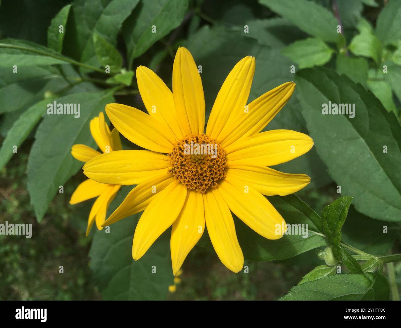 false sunflower (Heliopsis helianthoides Stock Photo - Alamy
