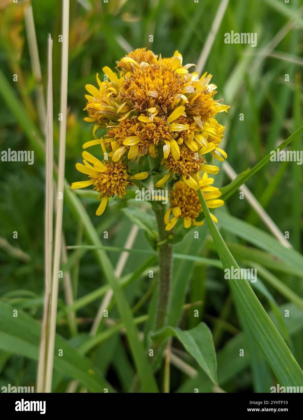 northern goldenrod (Solidago multiradiata Stock Photo - Alamy