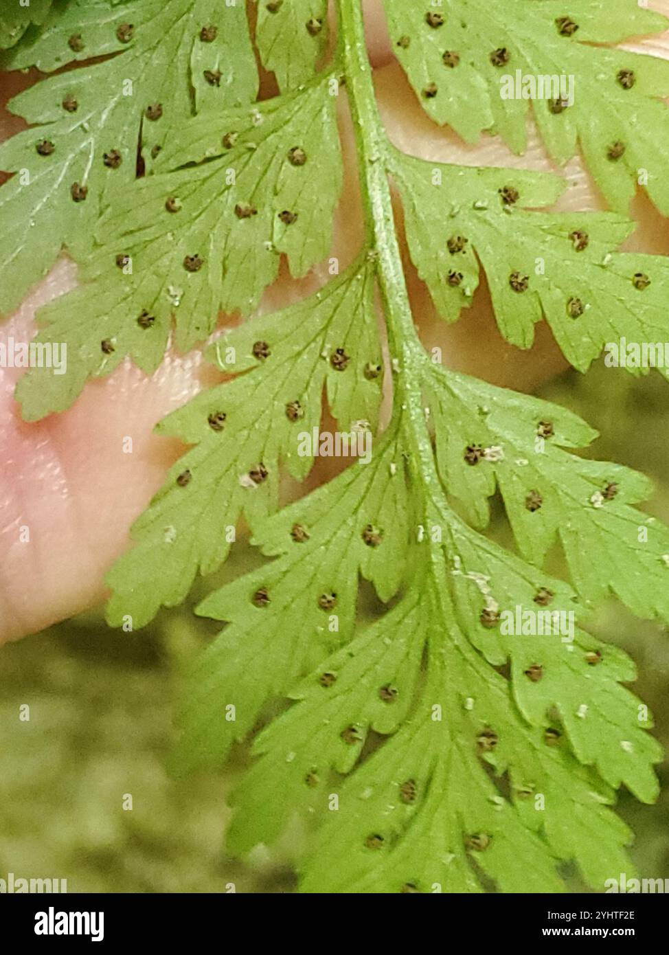 brittle bladderfern (Cystopteris fragilis Stock Photo - Alamy