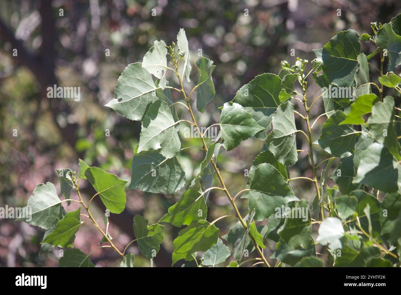 Fremont Cottonwood (Populus fremontii Stock Photo - Alamy