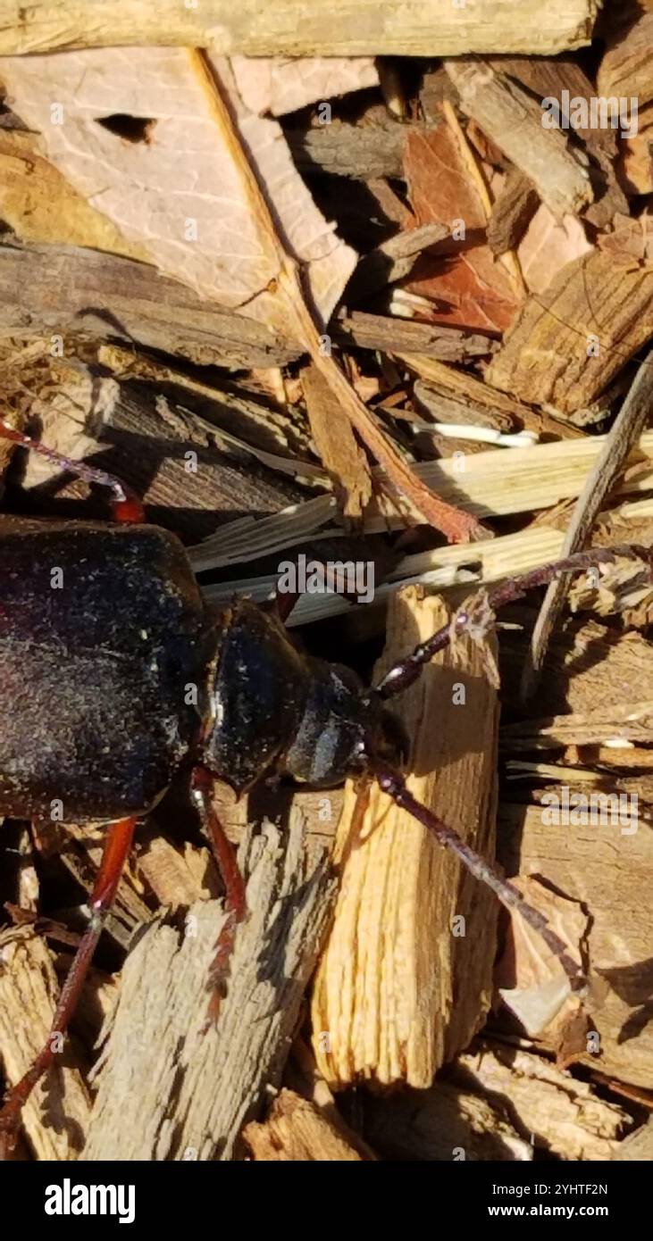 California Root Borer (Prionus californicus Stock Photo - Alamy