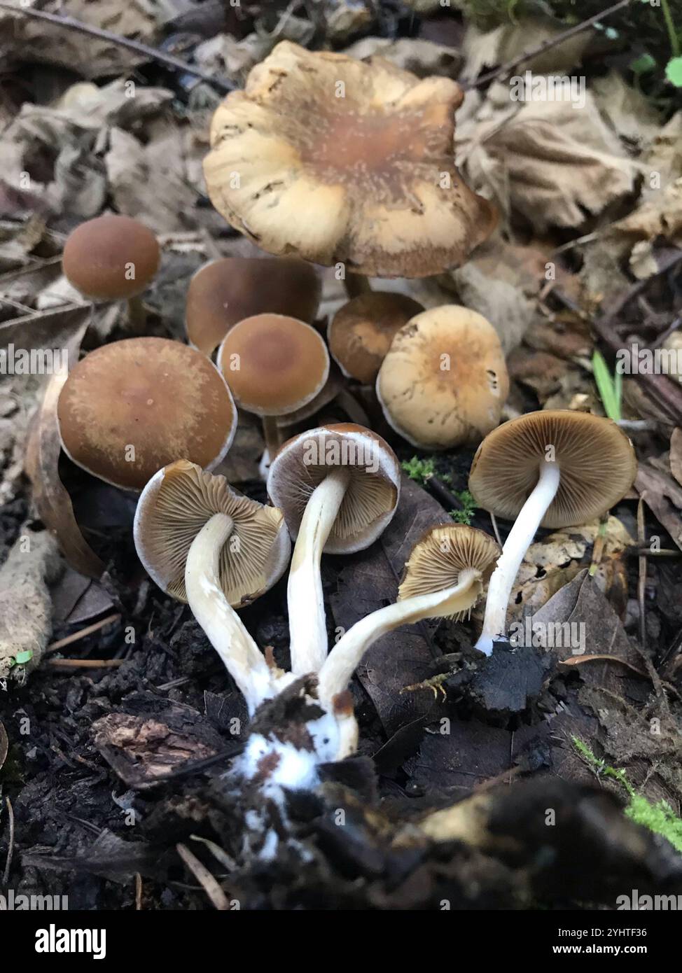 Common Stump Brittlestem (Psathyrella piluliformis Stock Photo - Alamy