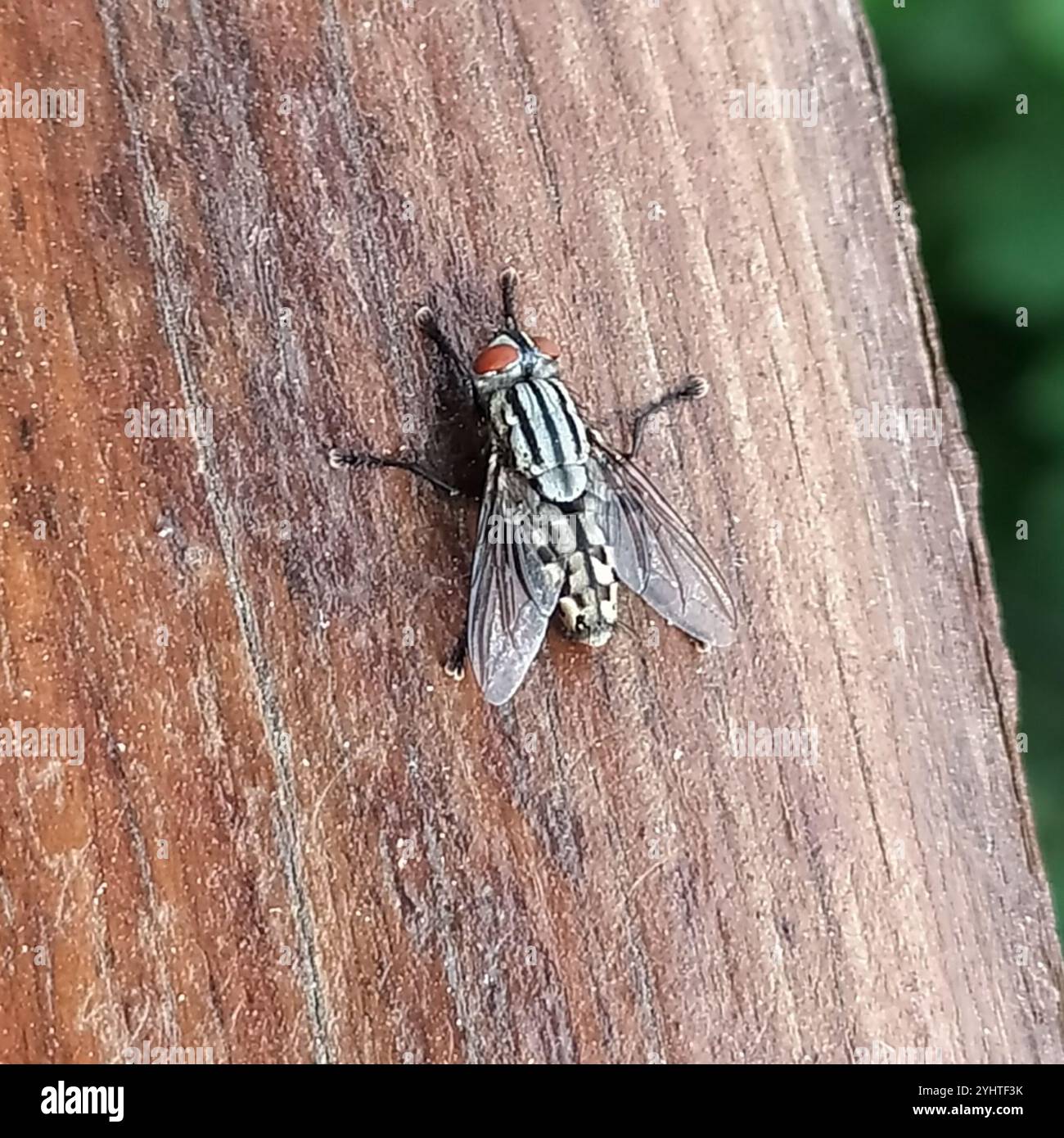 Common Flesh Flies (Sarcophaga Stock Photo - Alamy