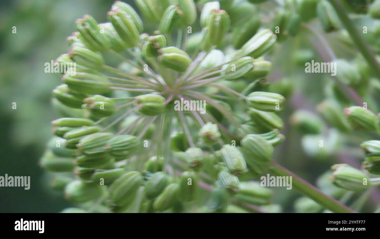 purple-stemmed angelica (Angelica atropurpurea Stock Photo - Alamy