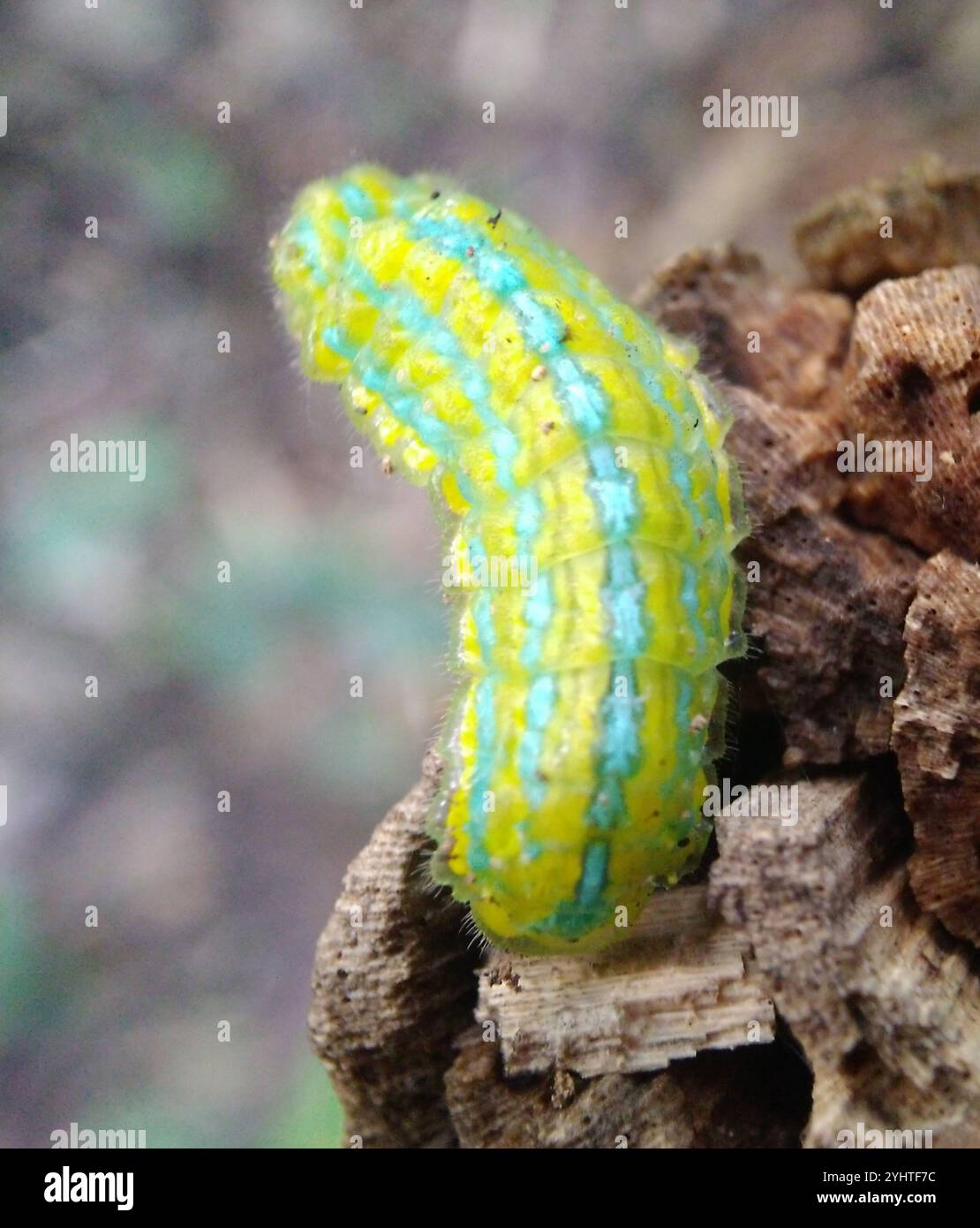 Slug Caterpillar Moths (Limacodidae Stock Photo - Alamy