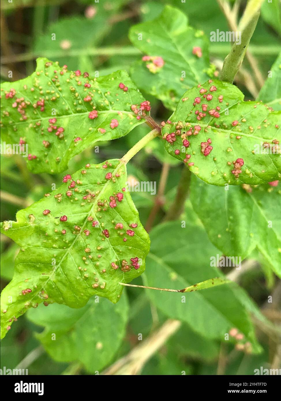 Poison Ivy Leaf Mite (Aculops rhois Stock Photo - Alamy