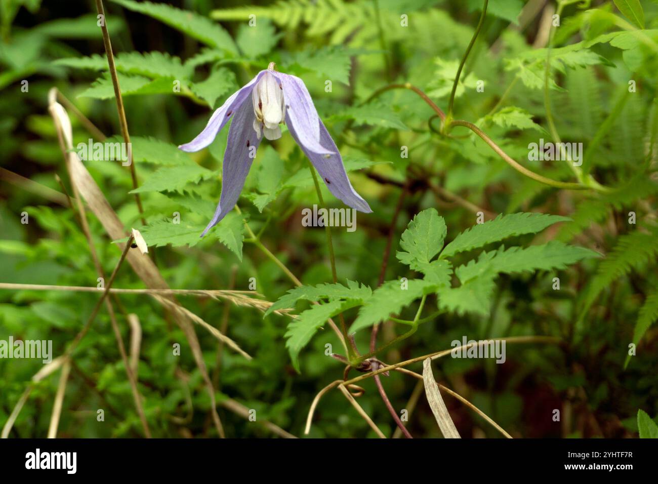 Alpine Clematis (Clematis alpina Stock Photo - Alamy