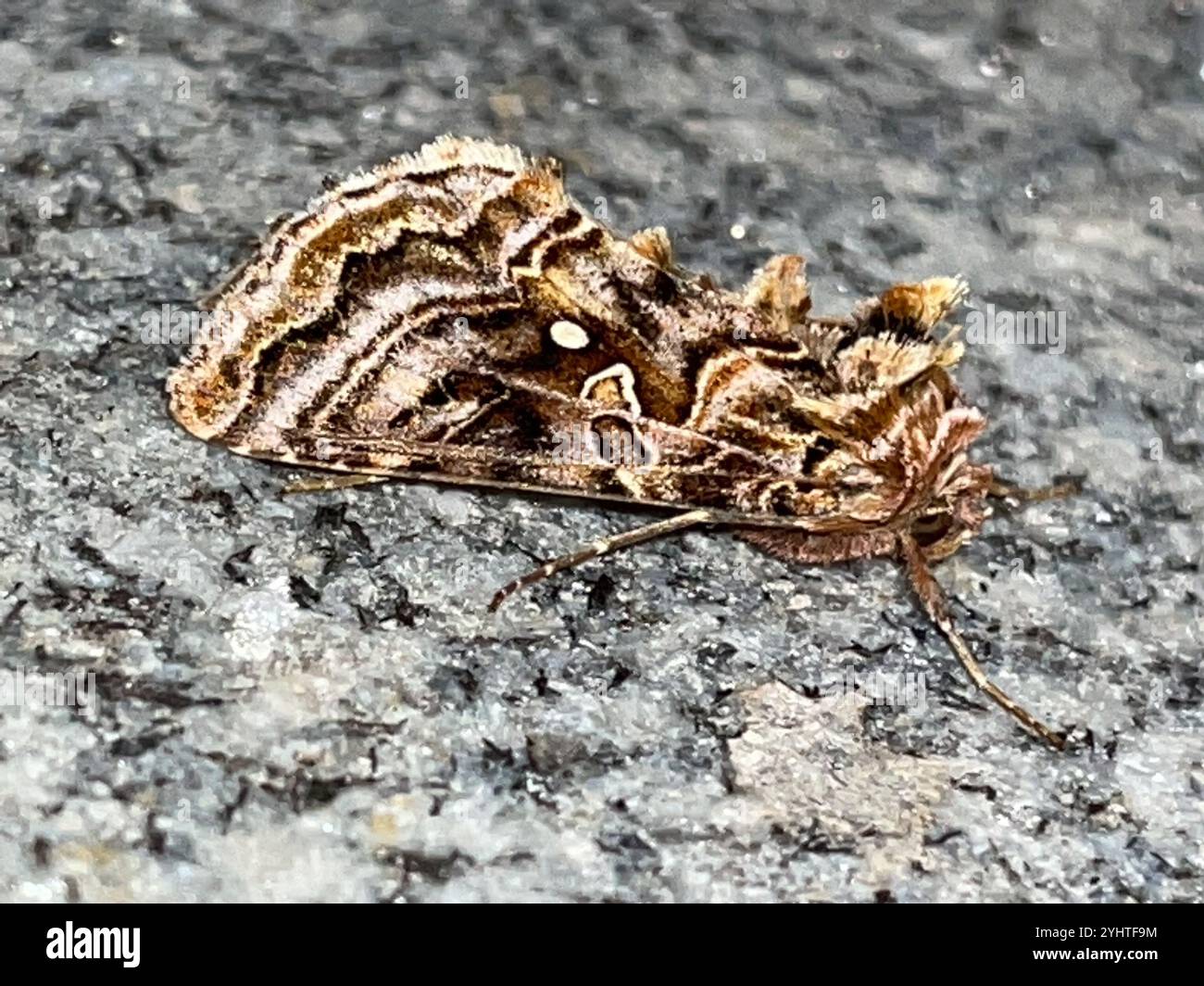 Wavy Chestnut Y Moth (Autographa mappa Stock Photo - Alamy
