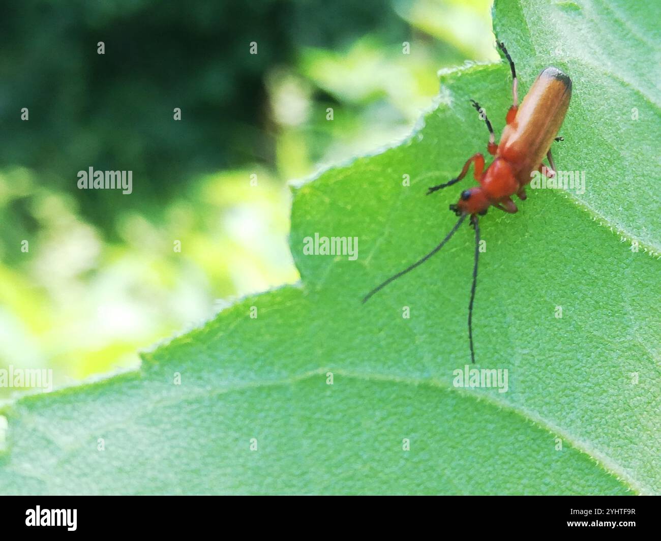Common Red Soldier Beetle (Rhagonycha fulva Stock Photo - Alamy