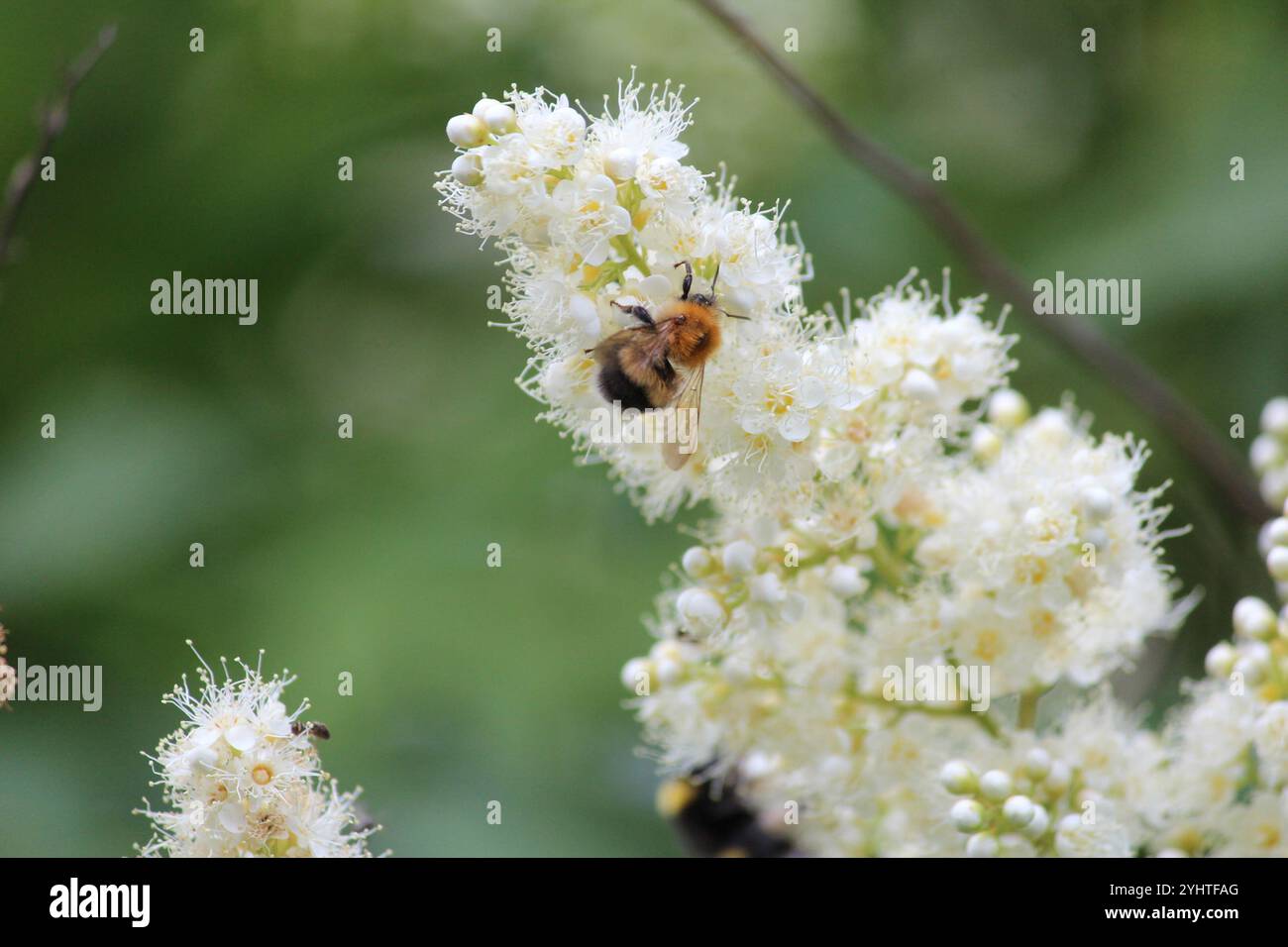Tree Bumble Bee (Bombus hypnorum Stock Photo - Alamy