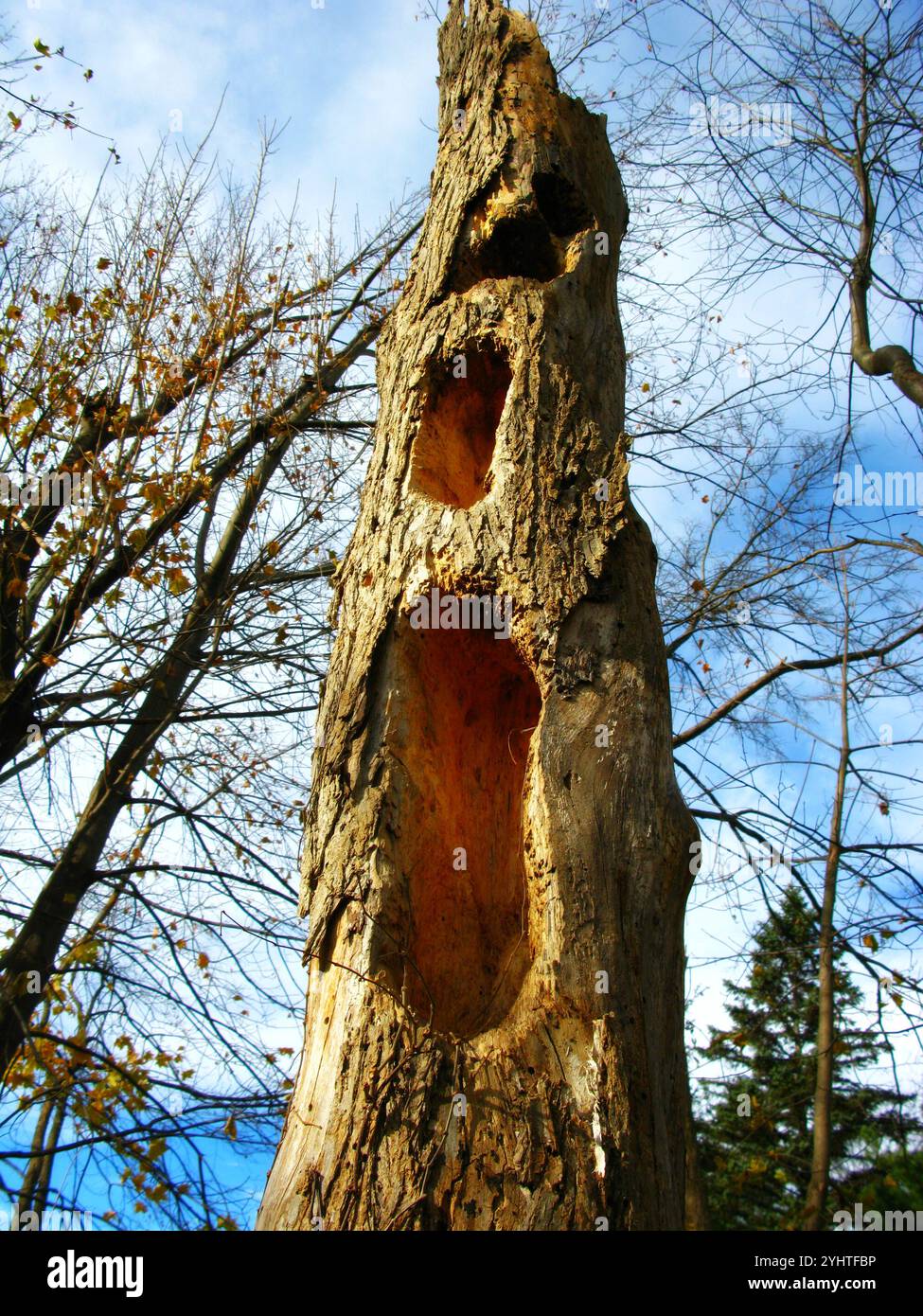 Hollowed out trunk old hi-res stock photography and images - Alamy Hollowed out trunk old hi-res stock photography and images - Alamy