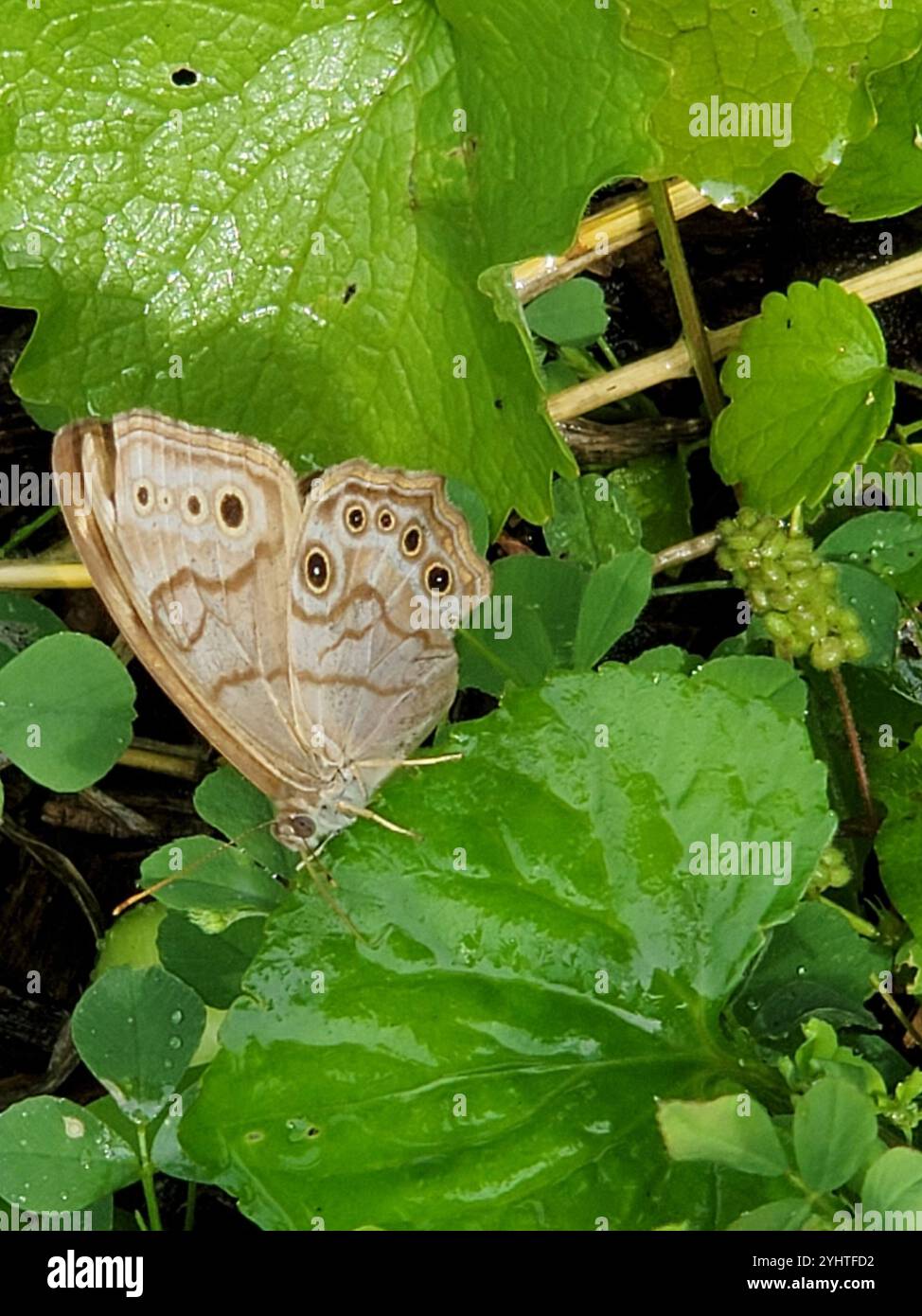 Lethe anthedon hi-res stock photography and images - Alamy