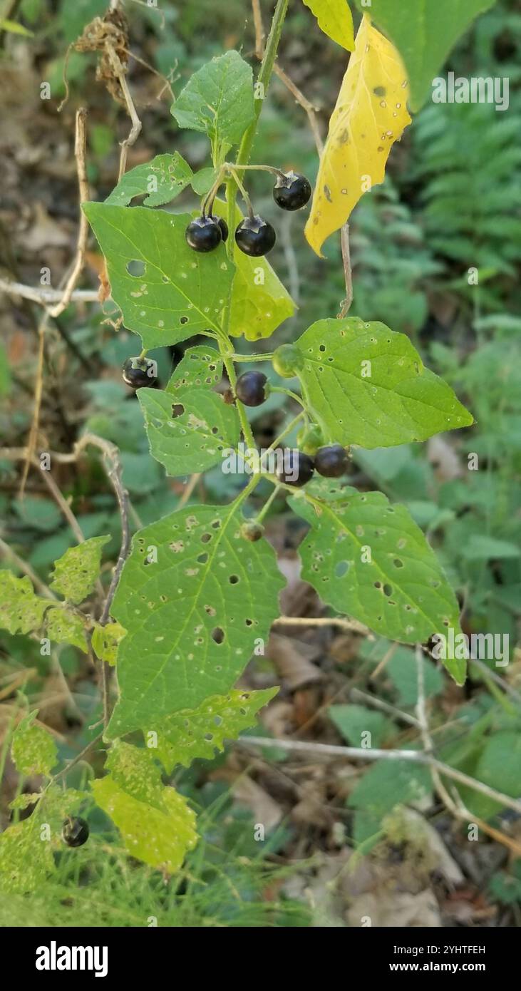 greenspot nightshade (Solanum douglasii Stock Photo - Alamy