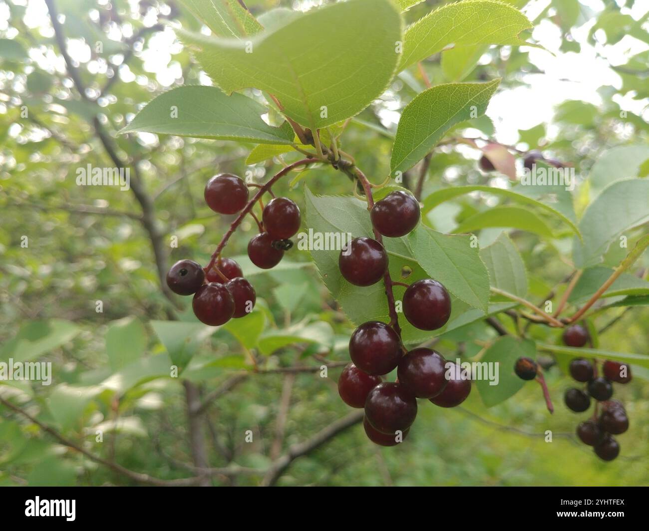 chokecherry (Prunus virginiana Stock Photo - Alamy