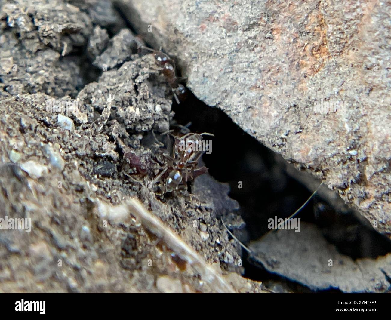 Linepithema argentine ant hi-res stock photography and images - Alamy