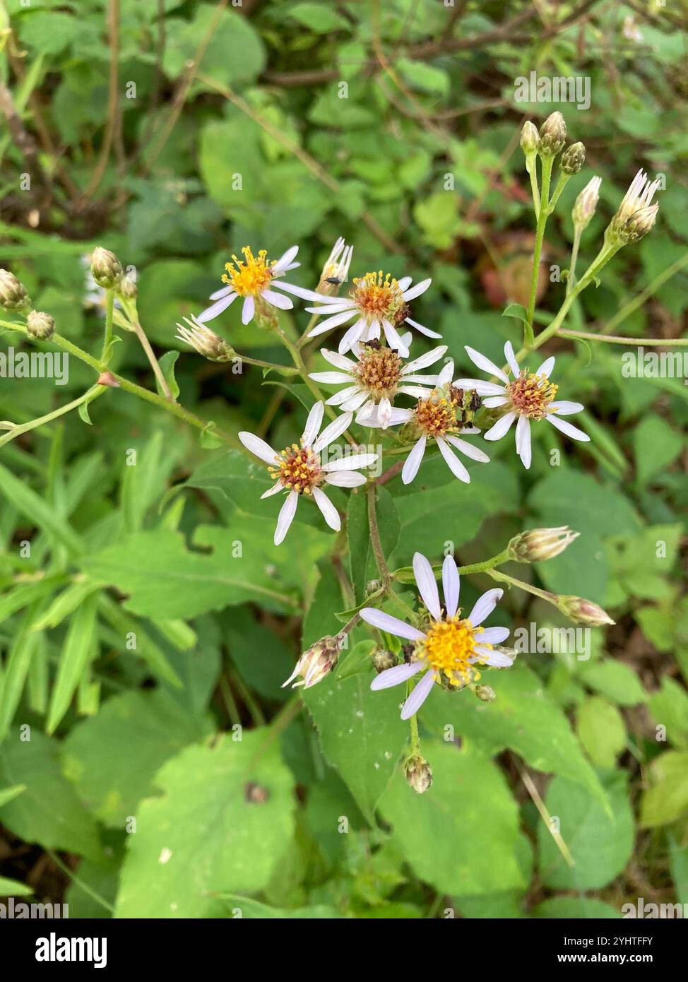large-leaved aster (Eurybia macrophylla Stock Photo - Alamy
