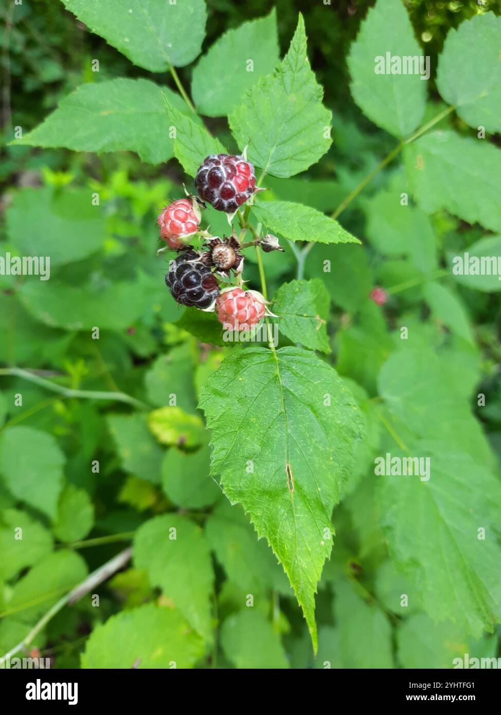 black raspberry (Rubus occidentalis Stock Photo - Alamy