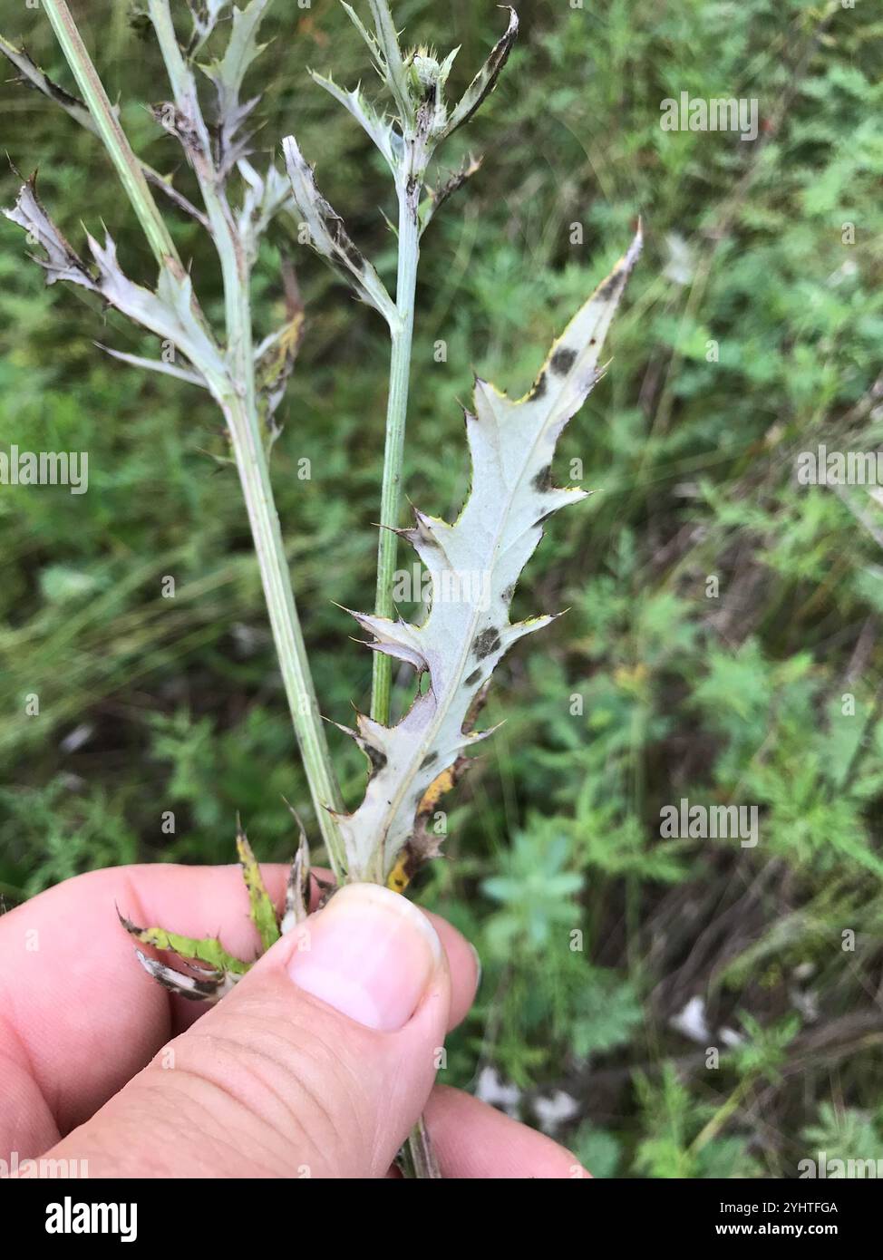 Texas Thistle (Cirsium texanum Stock Photo - Alamy