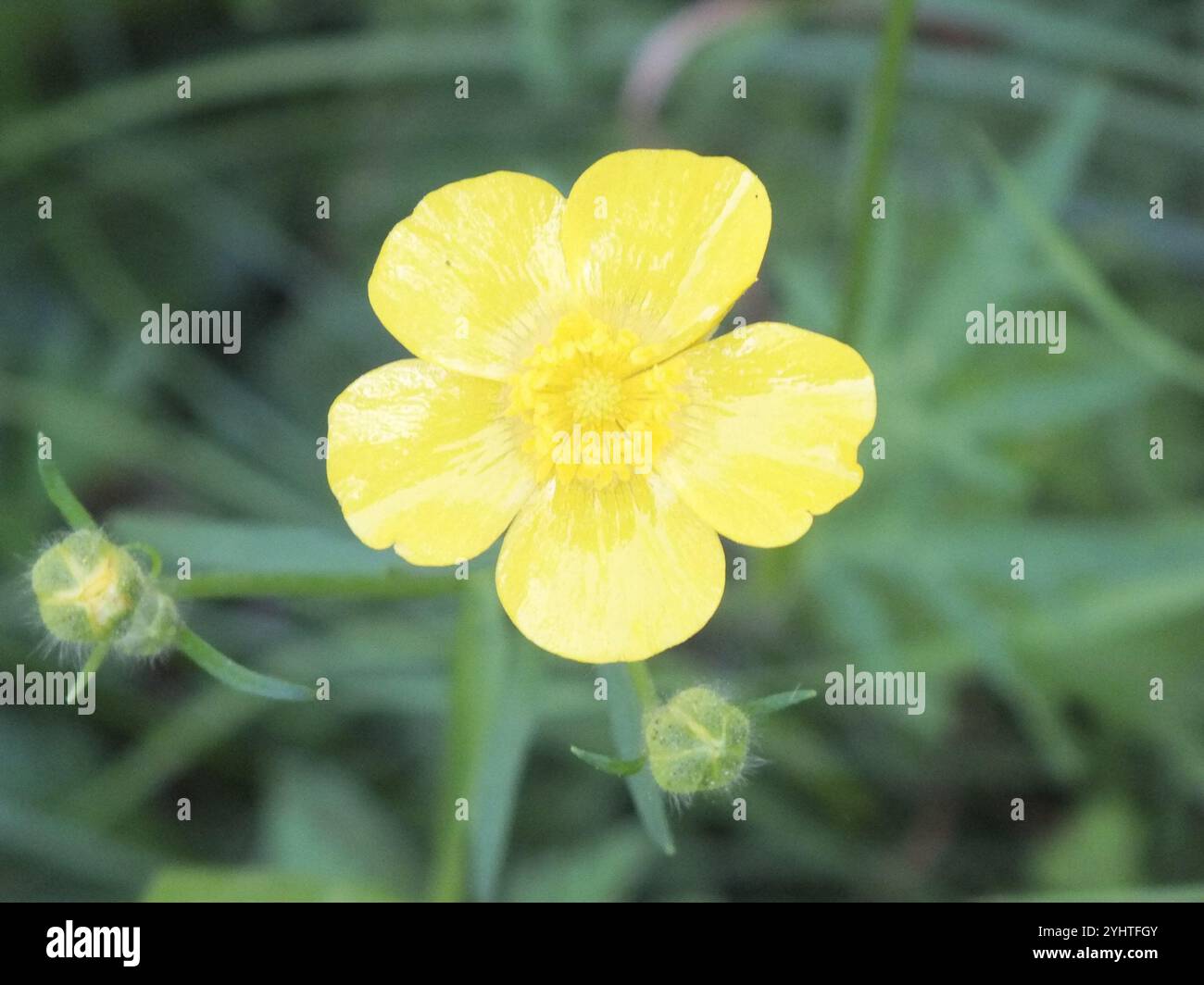 Ranunculus polyanthemos hi-res stock photography and images - Alamy