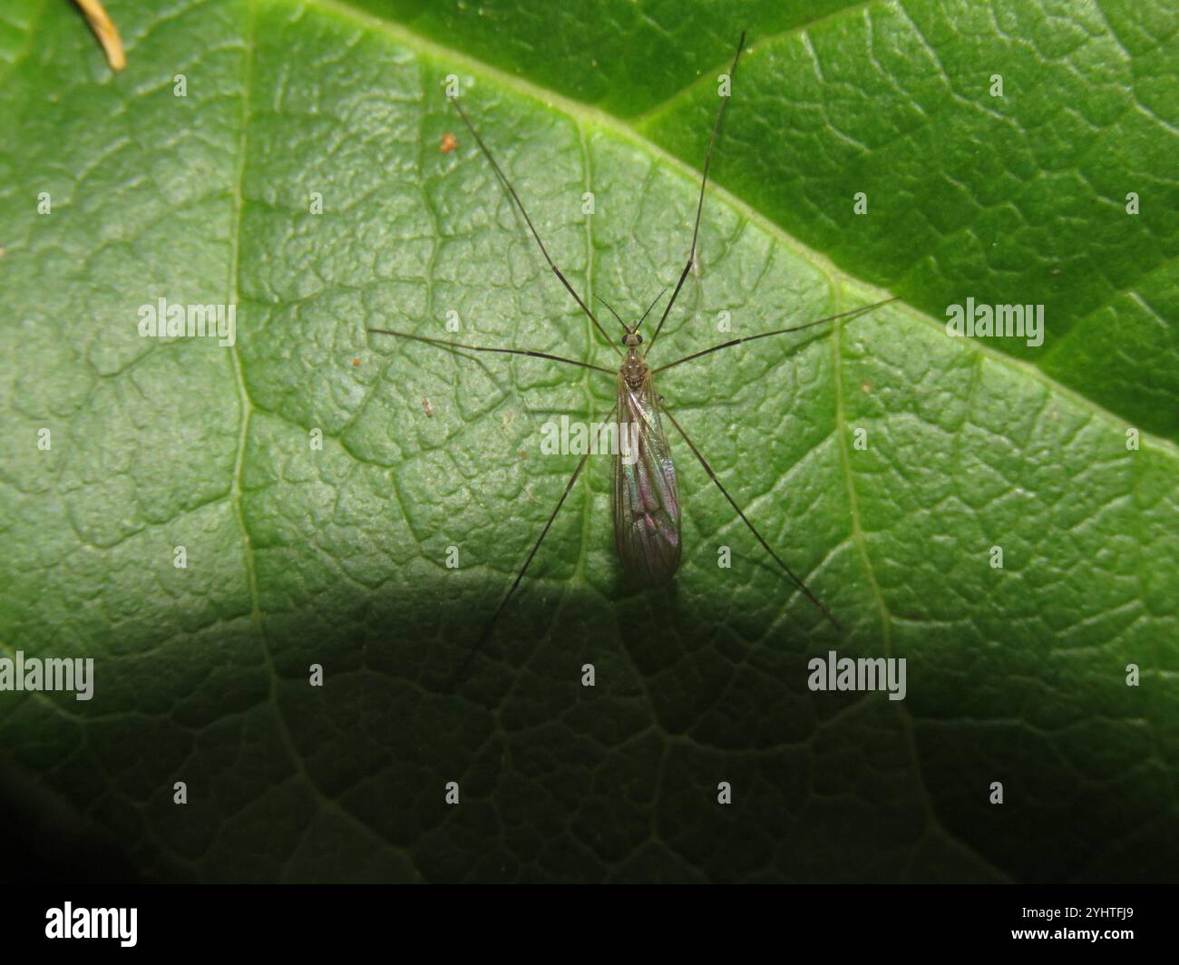 Typical Crane Flies (Tipuloidea Stock Photo - Alamy