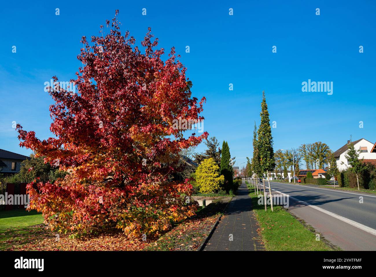 Majestic large tree stands hi-res stock photography and images - Alamy