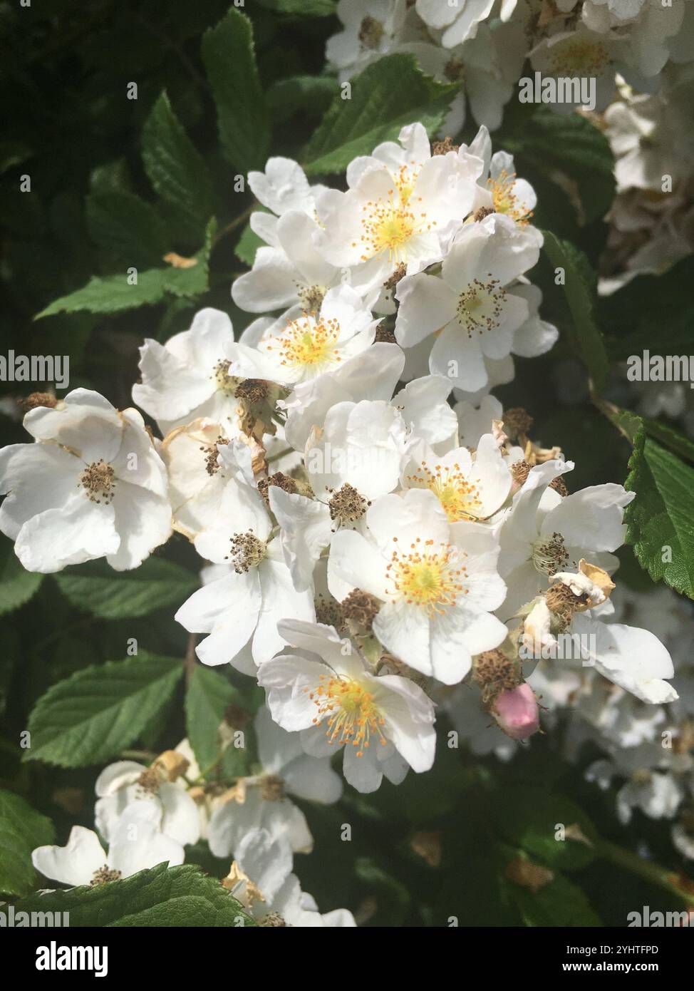 multiflora rose (Rosa multiflora Stock Photo - Alamy
