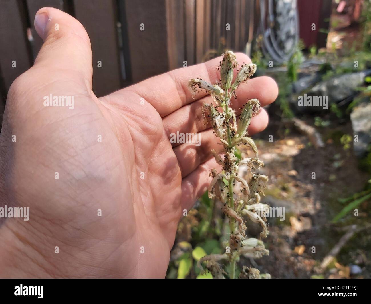 White Sticky Catchfly (Silene viscosa Stock Photo - Alamy