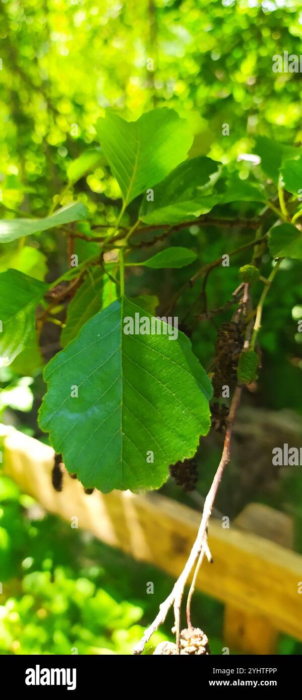 common alder (Alnus glutinosa Stock Photo - Alamy