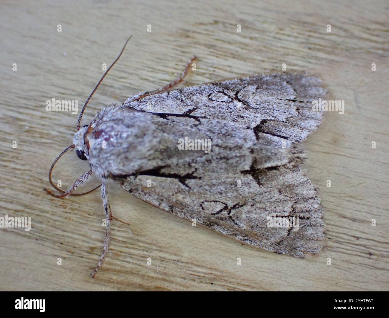 Dagger Moths (Acronicta Stock Photo - Alamy