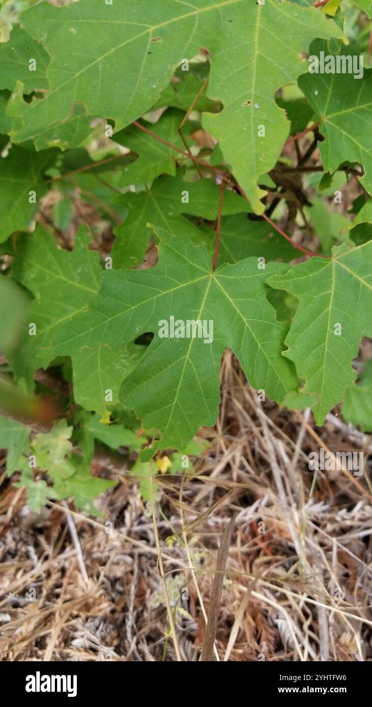 bigleaf maple (Acer macrophyllum Stock Photo - Alamy