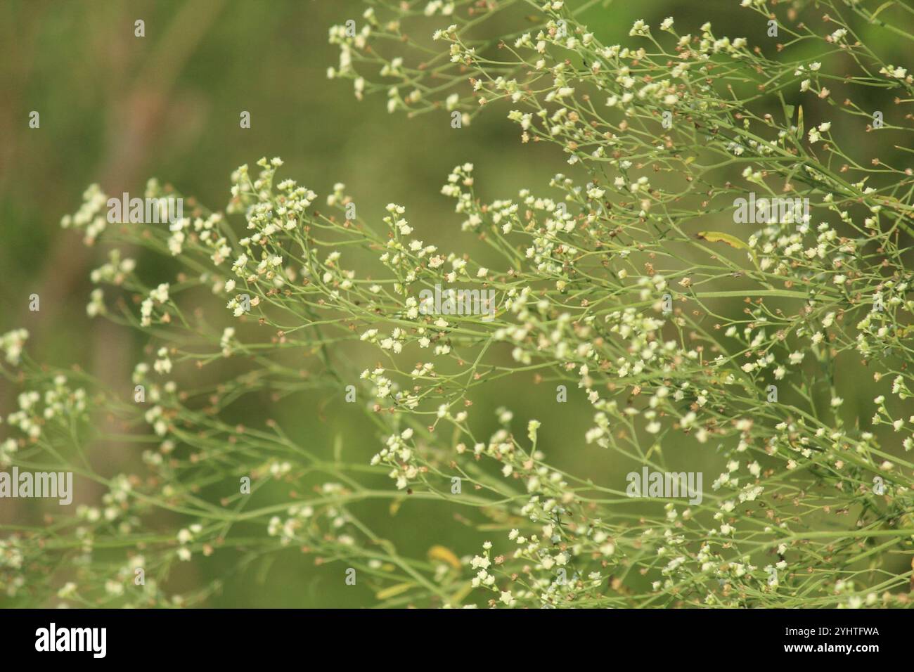 Santa Maria feverfew (Parthenium hysterophorus Stock Photo - Alamy