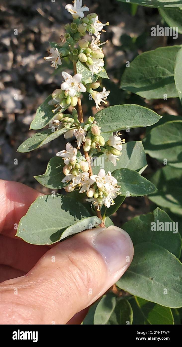 Western Snowberry (Symphoricarpos occidentalis Stock Photo - Alamy
