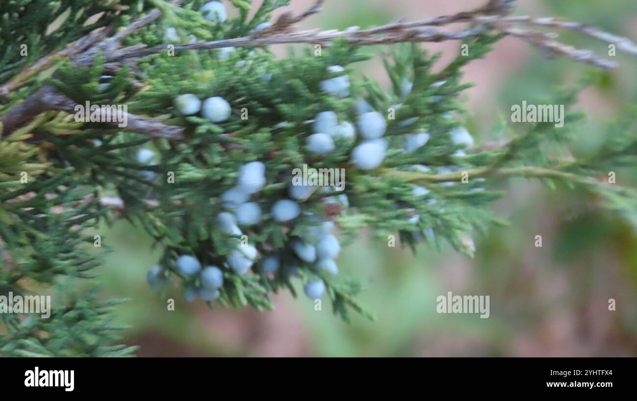 eastern redcedar (Juniperus virginiana Stock Photo - Alamy