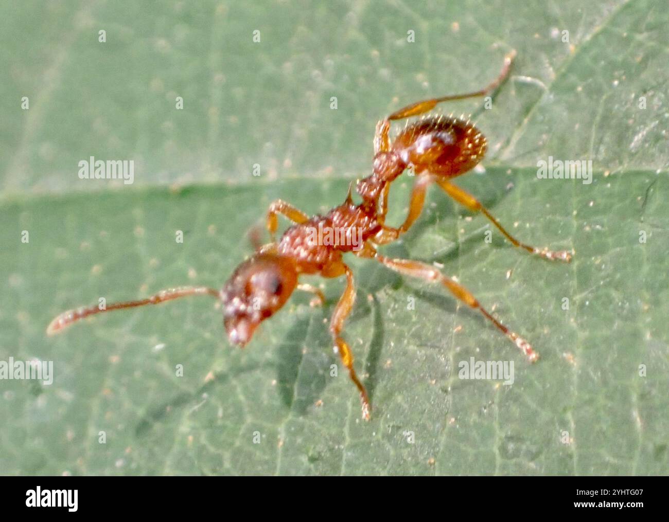 European fire ant (Myrmica rubra Stock Photo - Alamy