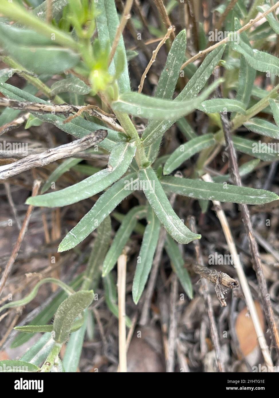 manyflowered gromwell (Lithospermum multiflorum Stock Photo - Alamy