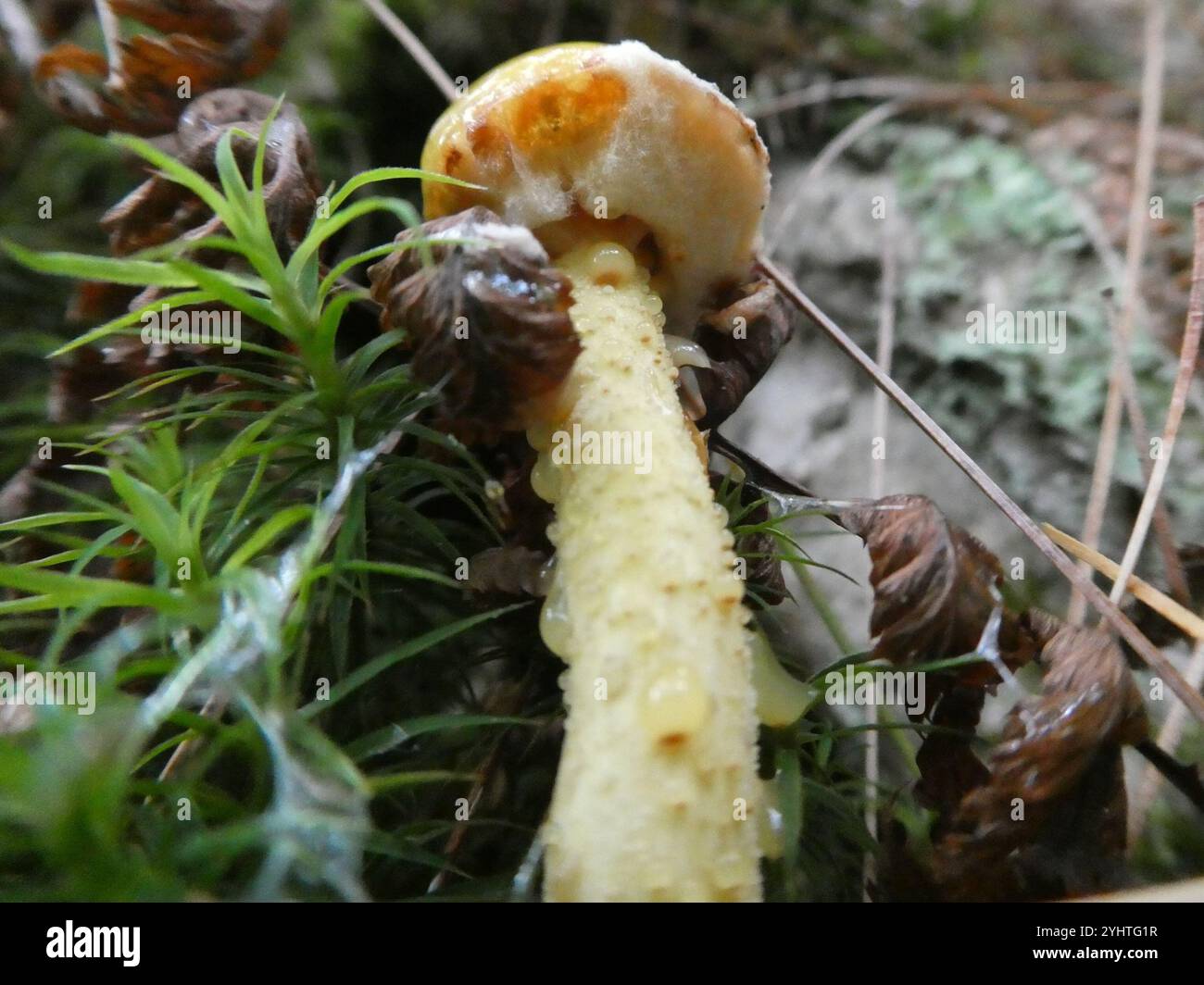 Chicken Fat Mushroom (Suillus americanus Stock Photo - Alamy