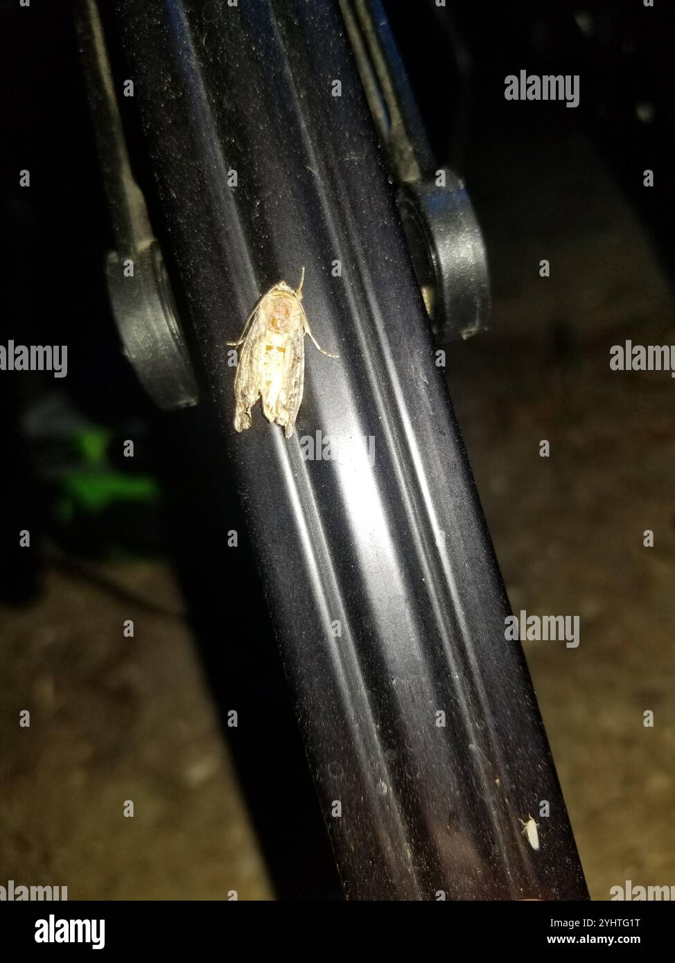 Fall Armyworm Moth (Spodoptera frugiperda Stock Photo - Alamy