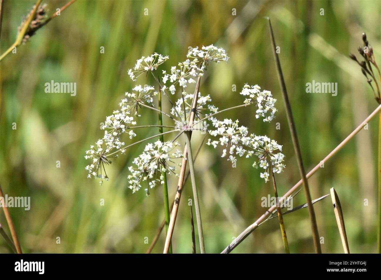 Western Water Hemlock (Cicuta douglasii Stock Photo - Alamy
