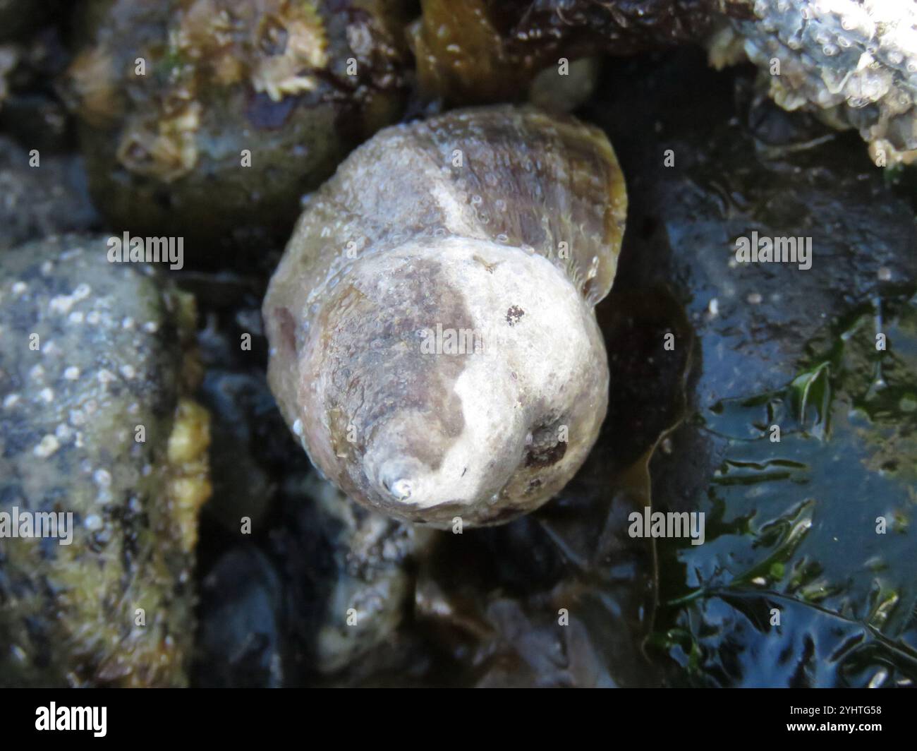 Frilled Dogwinkle (Nucella lamellosa Stock Photo - Alamy