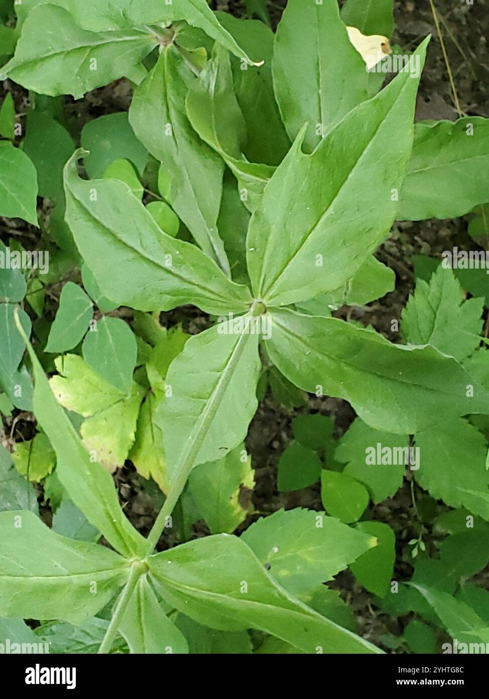 starry campion (Silene stellata Stock Photo - Alamy