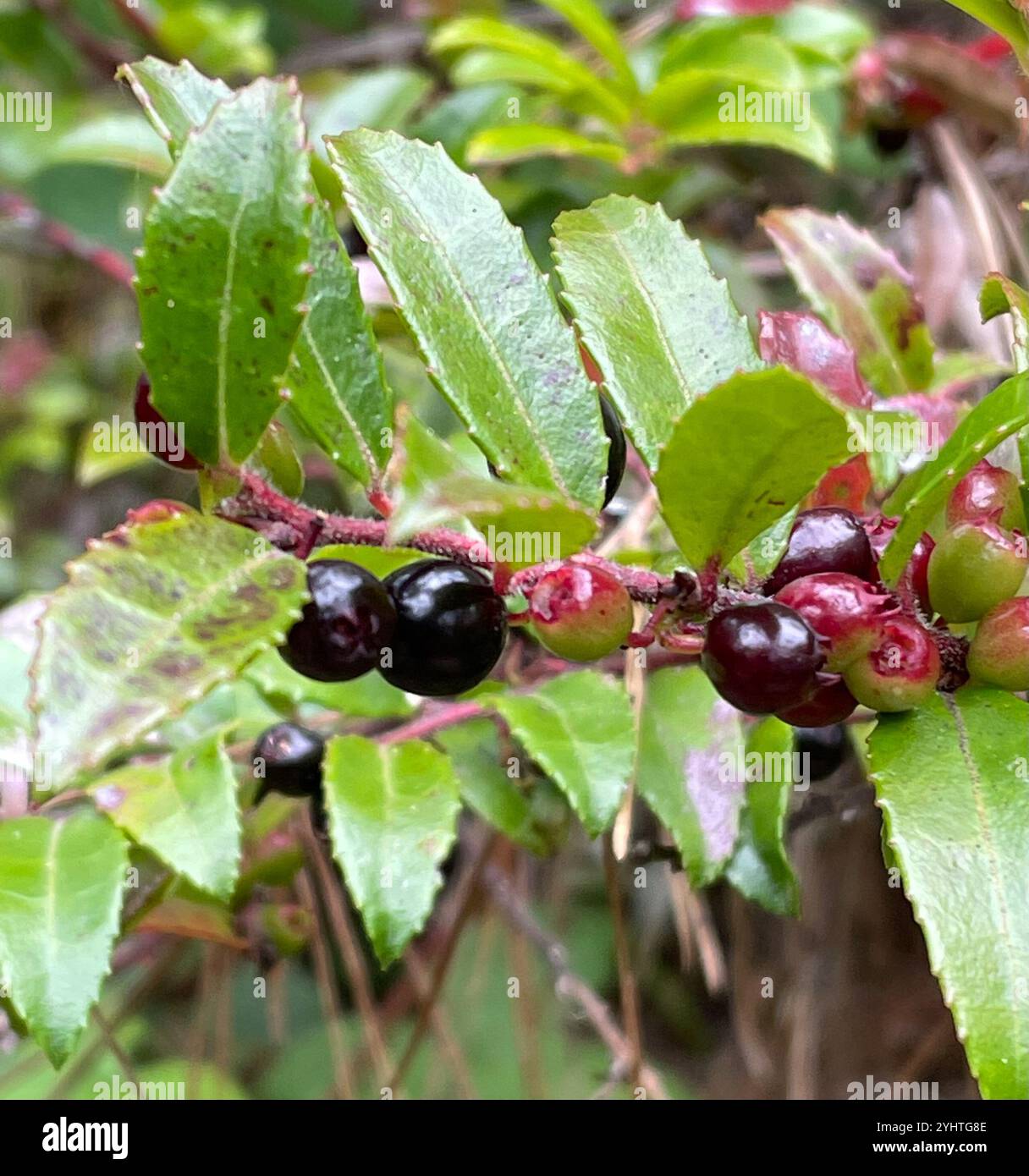 Evergreen Huckleberry (Vaccinium ovatum Stock Photo - Alamy