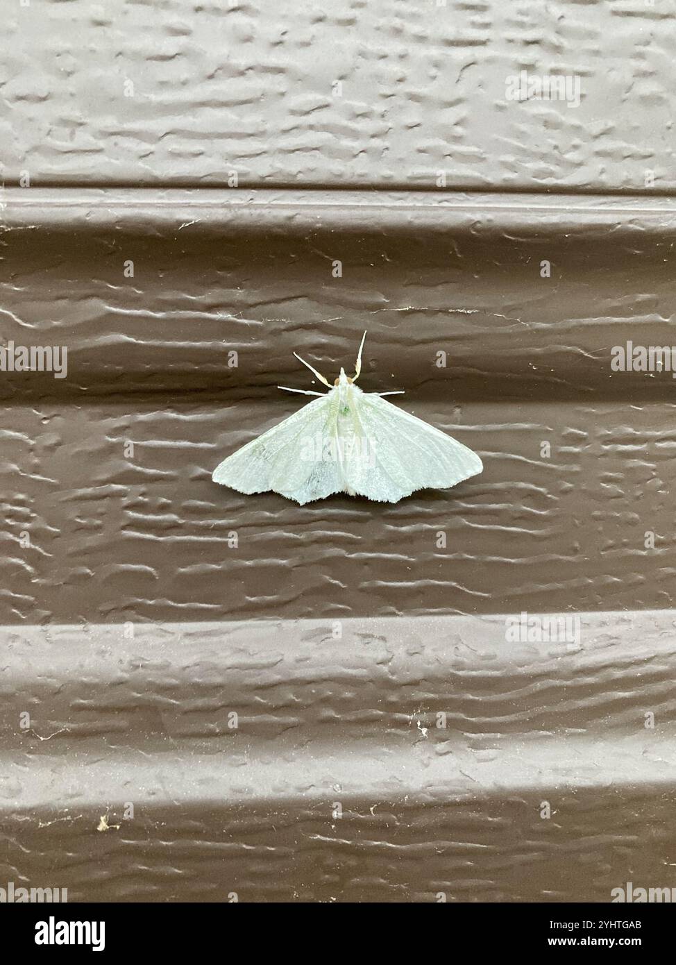 Elm Spanworm Moth (Ennomos subsignaria Stock Photo - Alamy