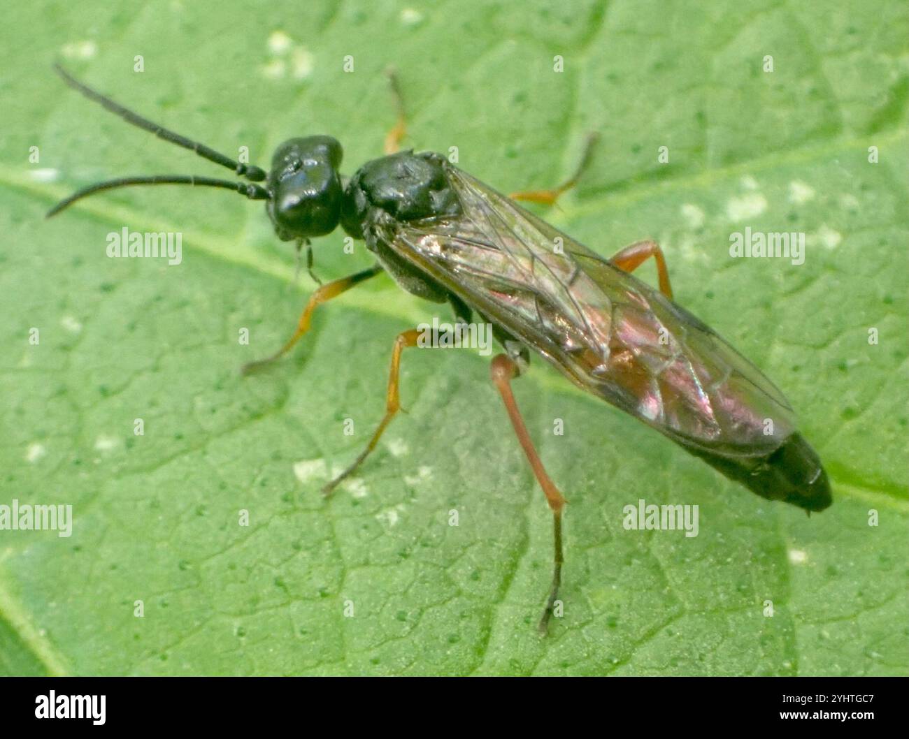 Calceatus hi-res stock photography and images - Alamy